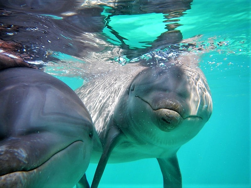 Nadar con delfines en Cancún y vivir una experiencia única