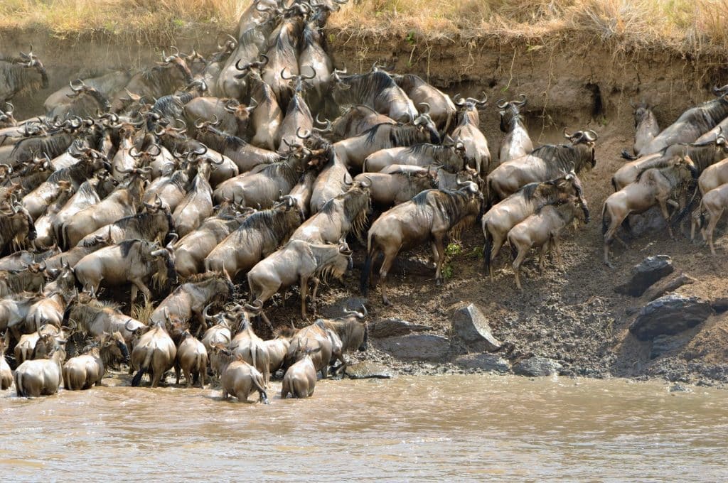 ? Masai Mara: el epicentro de la Gran Migración del Serengueti